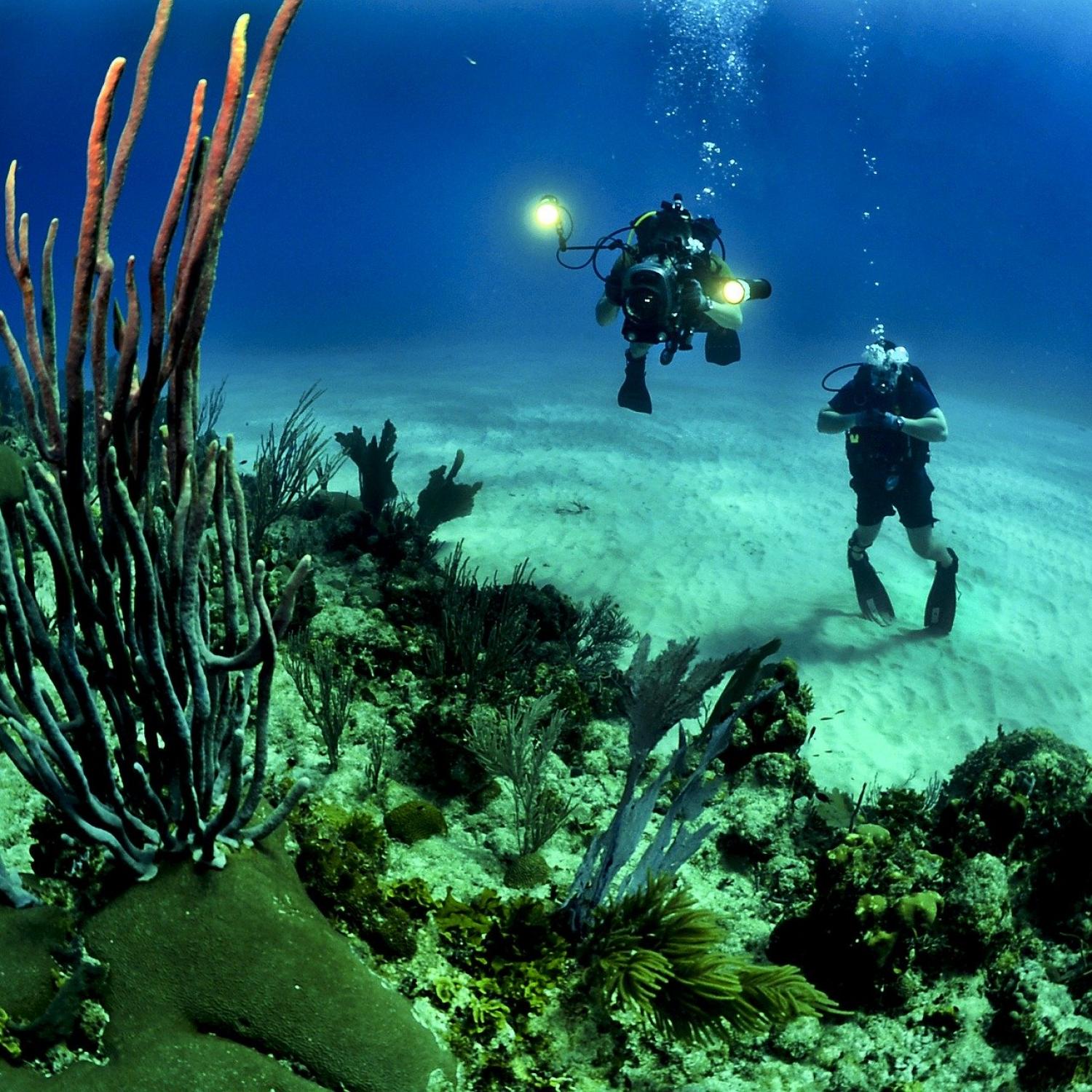 Diving in Sulawesi